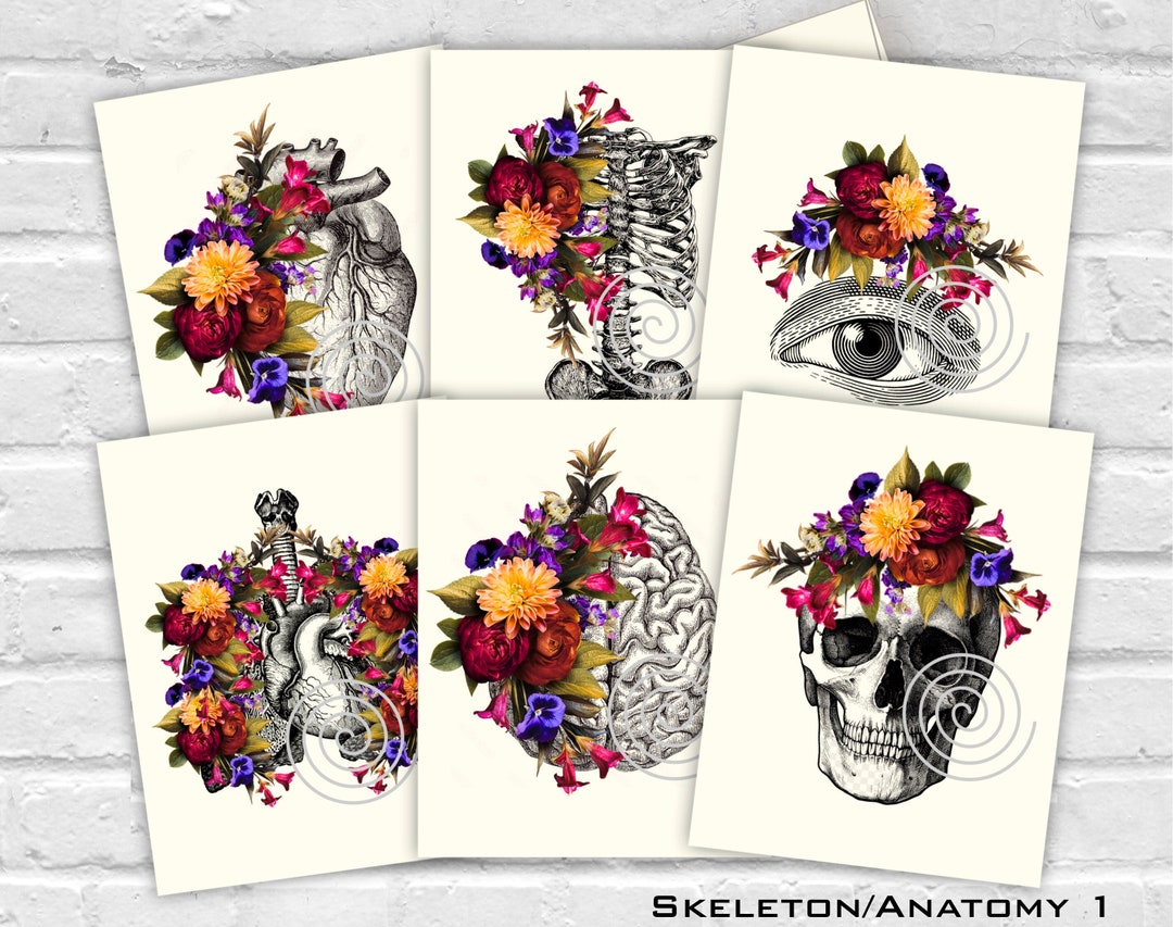 Skeleton Anatomy Cards Set of 12 in White or Cream With Envelopes ...