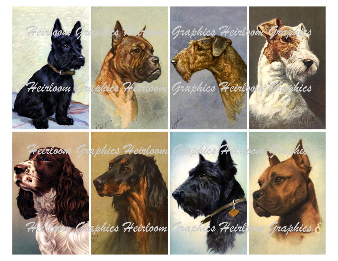 Dog Download Vintage Dog Postcard Digital Download | Etsy