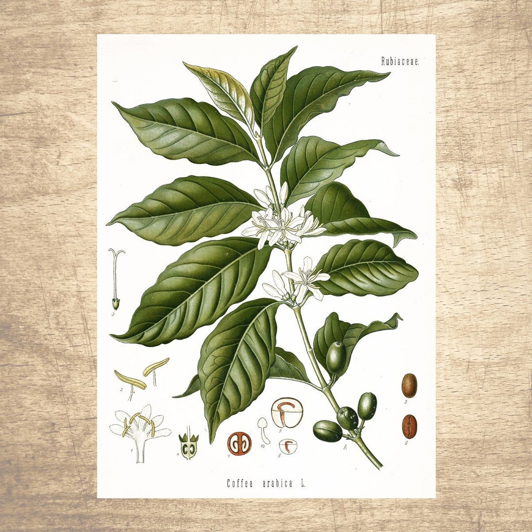 Coffee Botanical Illustration Print 3 Sizes Botanicals Bean Beans Tea ...