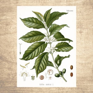 Coffee Botanical Illustration Print 3 Sizes Botanicals Bean Beans Tea ...