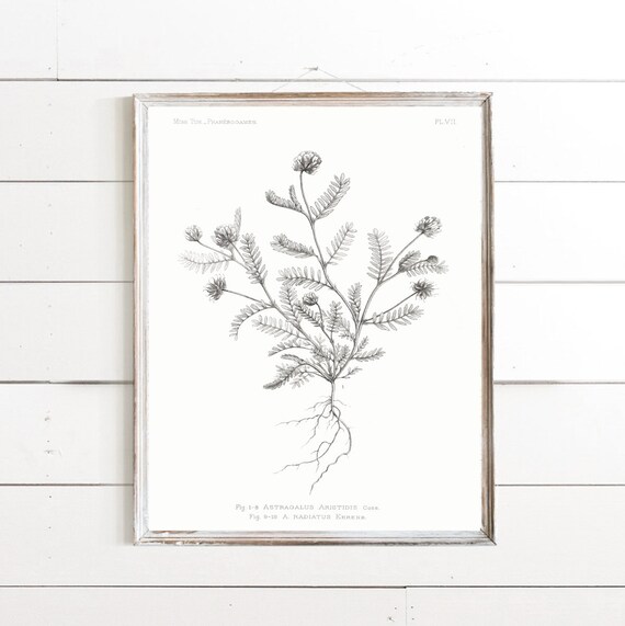 Flora & Root 3 Print Vintage Botanical Illustration circa | Etsy
