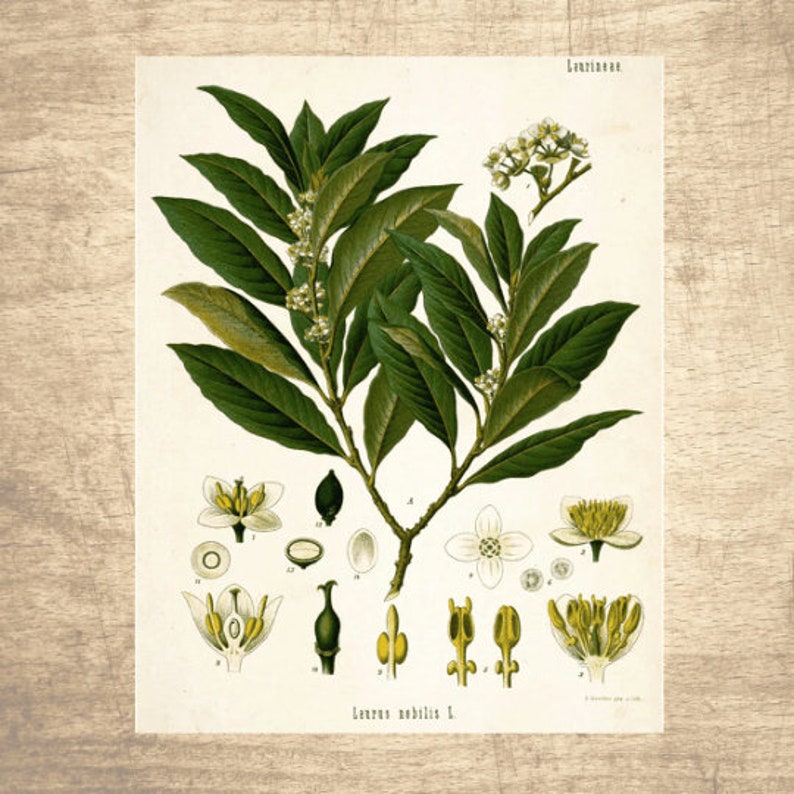 Bay Leaf Botanical Illustration Giclee Print Choose Your - Etsy
