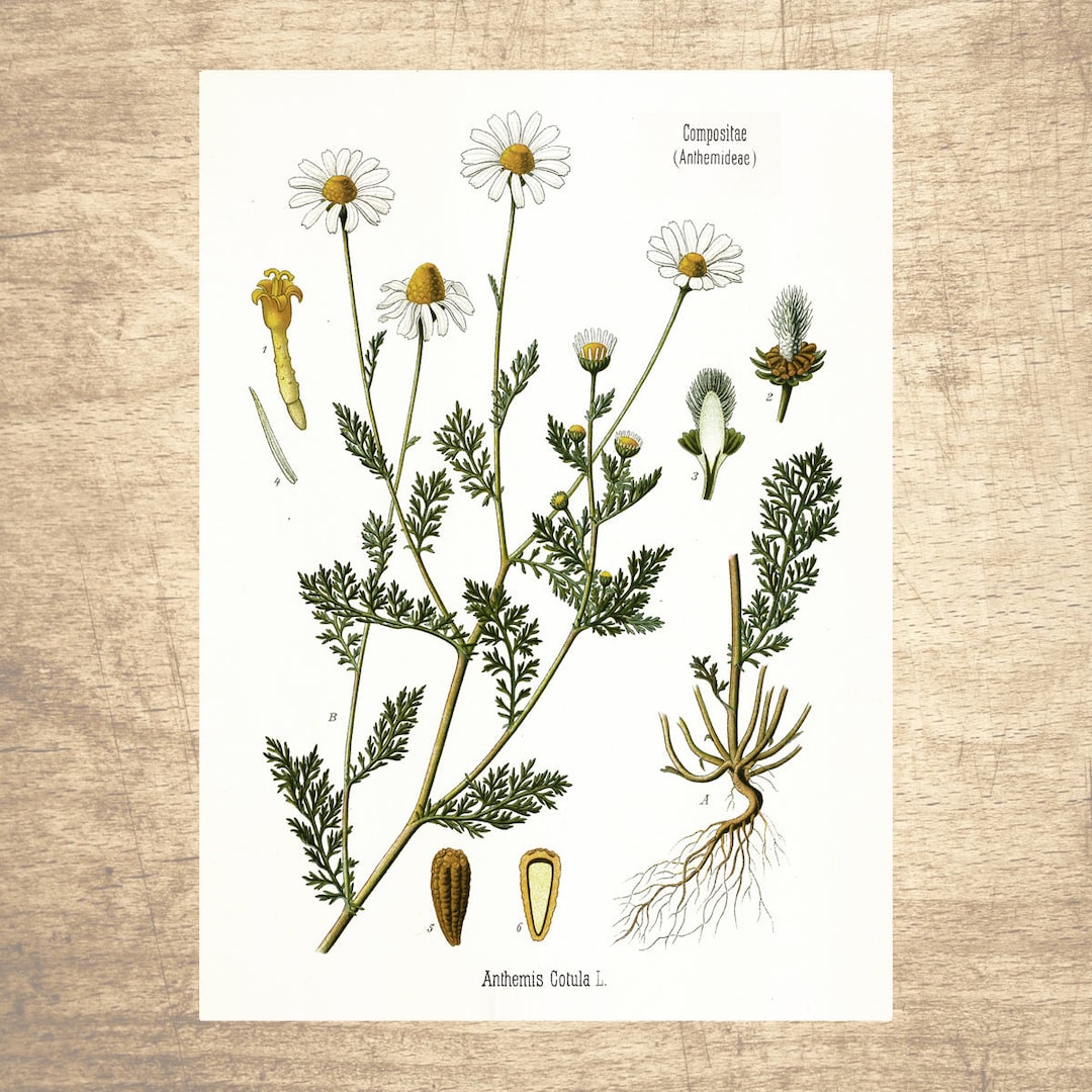 Chamomile Botanical Vintage Illustration Wall Decor Vintage ...
