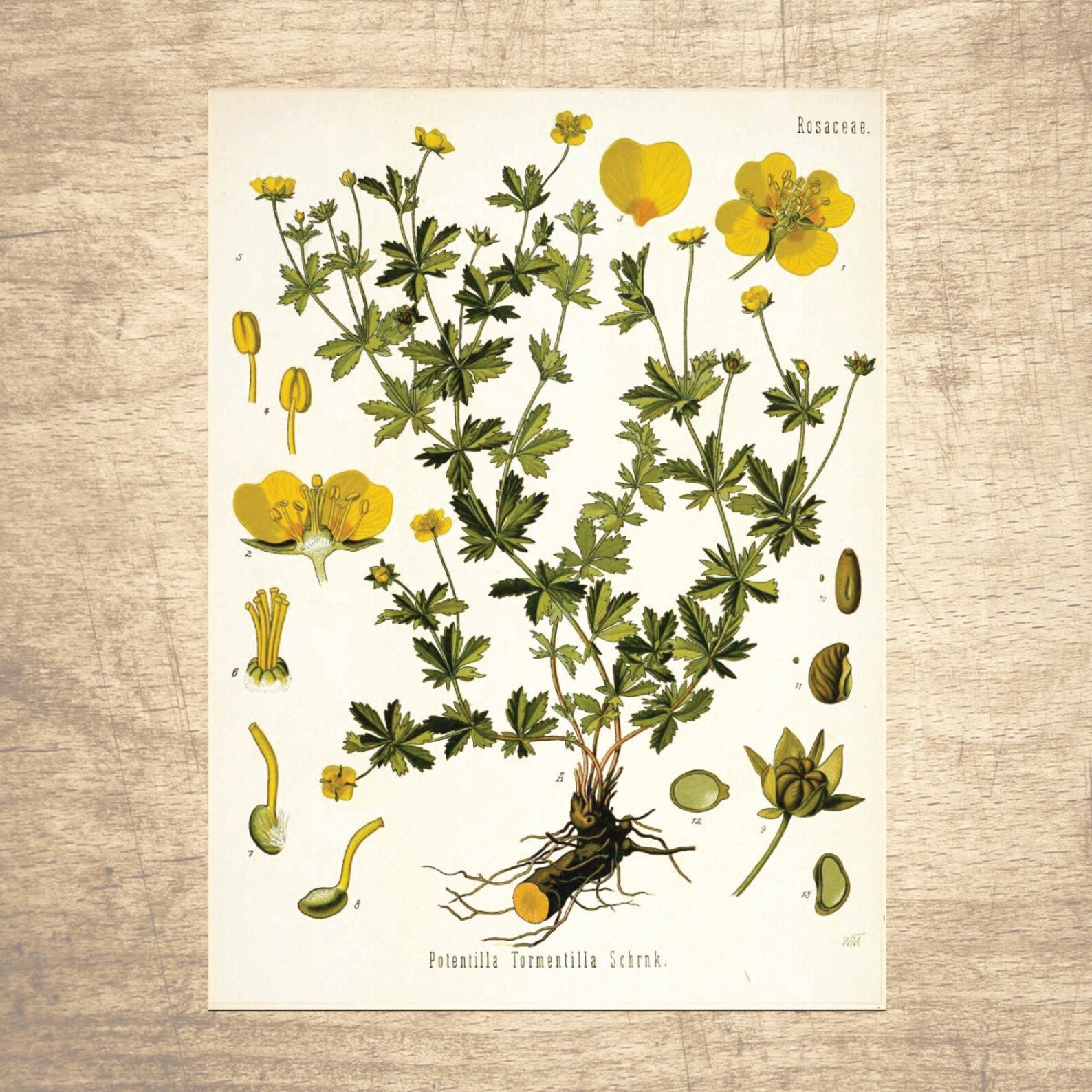 Tormentil Botanical Illustration Giclee Print Choose Your - Etsy UK