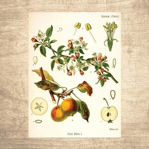 Apple Botanical Illustration Giclee Print, Many Sizes Botanicals ...