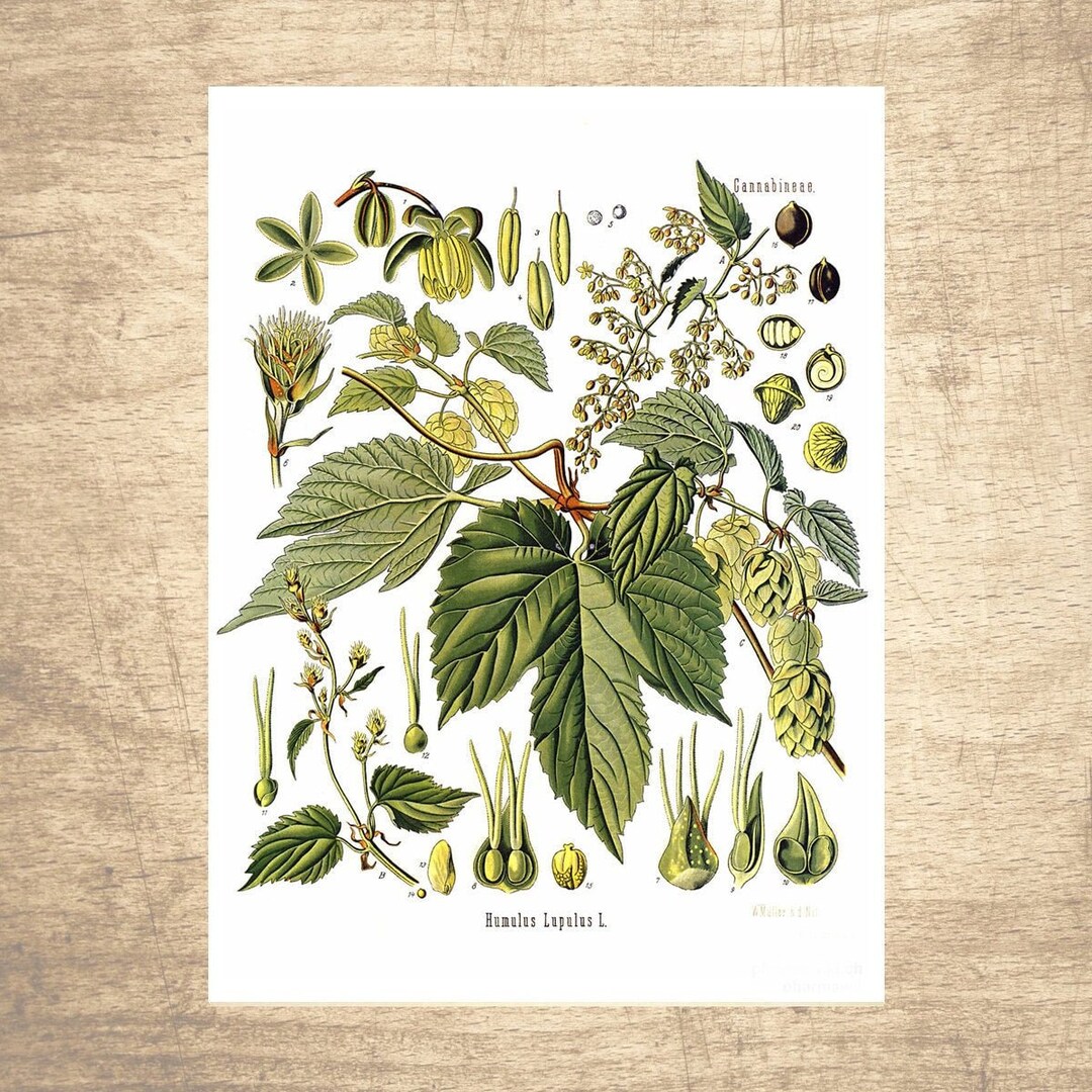 Hops Botanical Illustration Giclee Print, Choose Your Size Beer, Brew ...