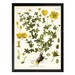 Tormentil Botanical Illustration Giclee Print Choose Your - Etsy UK