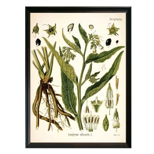 Comfrey Botanical Illustration Giclee Print, Choose Your Size ...