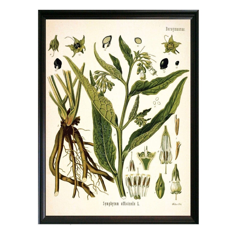 Comfrey Botanical Illustration Giclee Print Choose Your - Etsy
