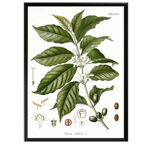 Coffee Botanical Illustration Print 3 Sizes Botanicals Bean Beans Tea ...
