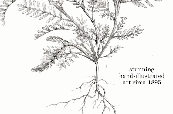 Botanical Illustration Roots
