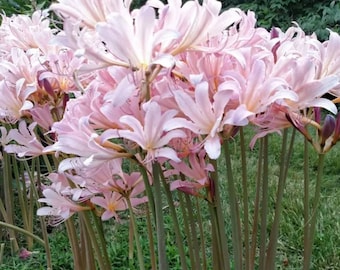 Surprise Lily Bulbs - Etsy