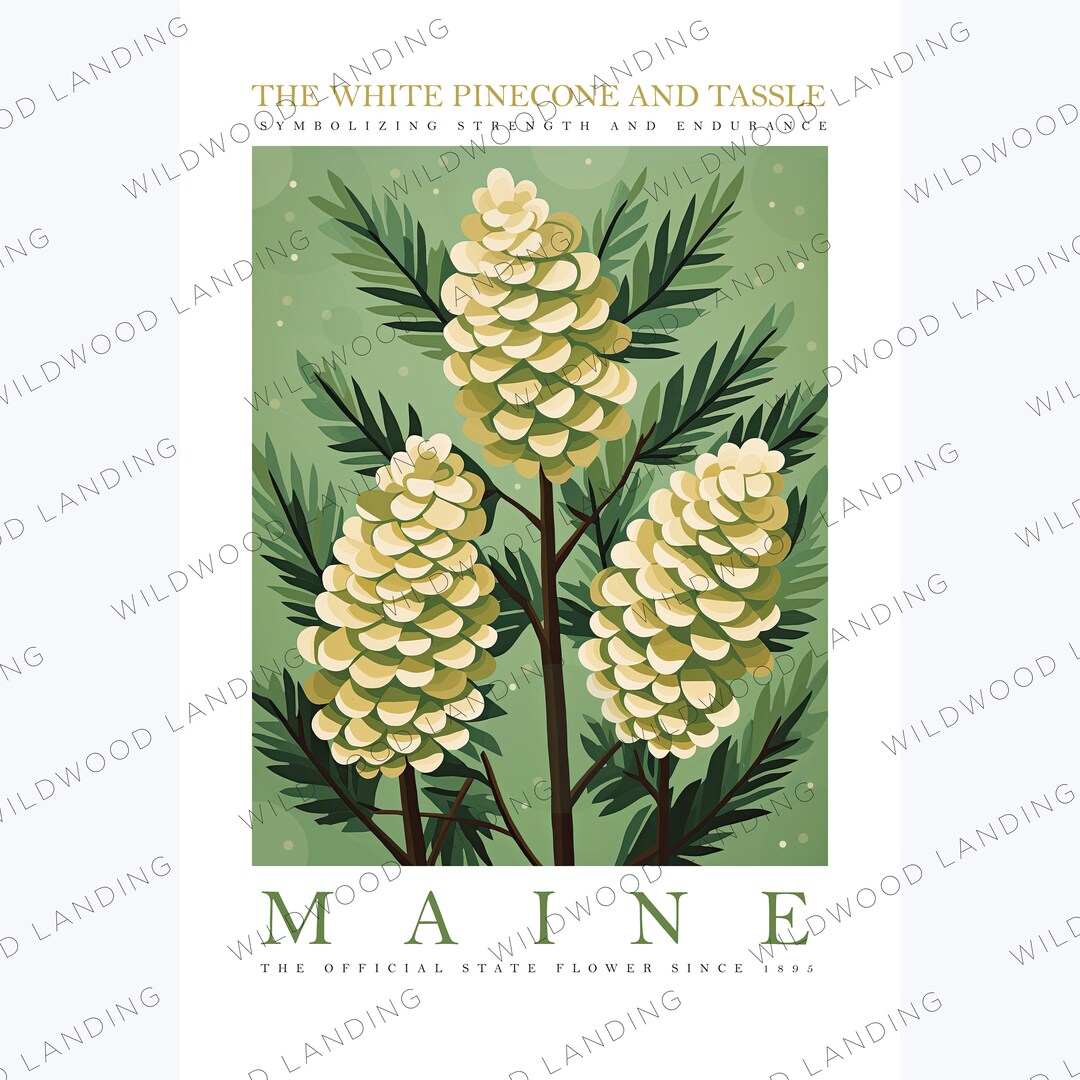 Maine State Flower - Etsy