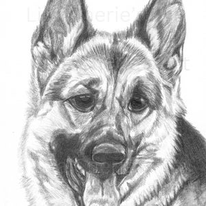 German Shepherd Pencil Drawing - Etsy