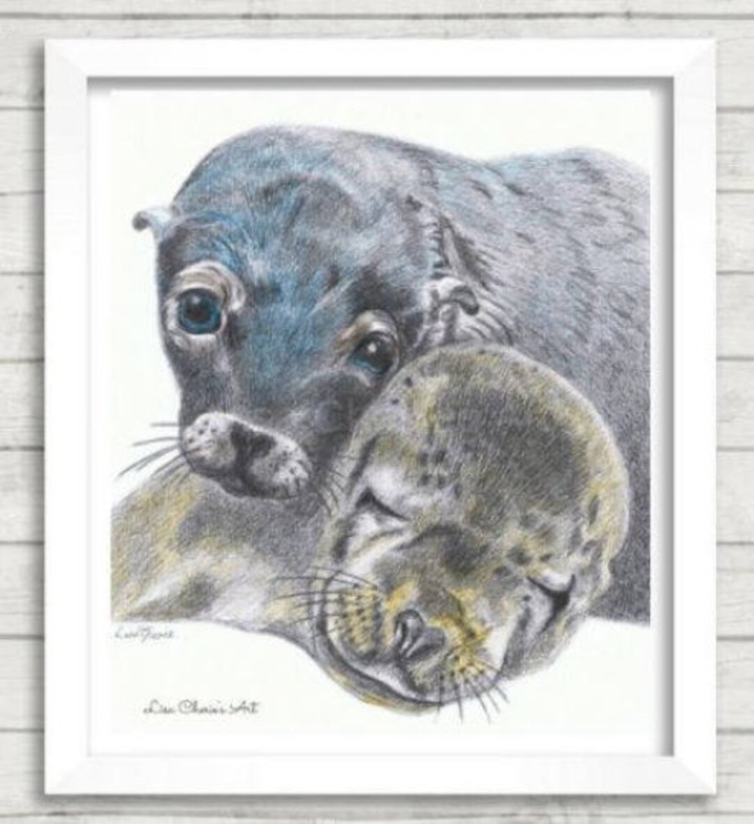 Seal Pencil Drawing - Etsy
