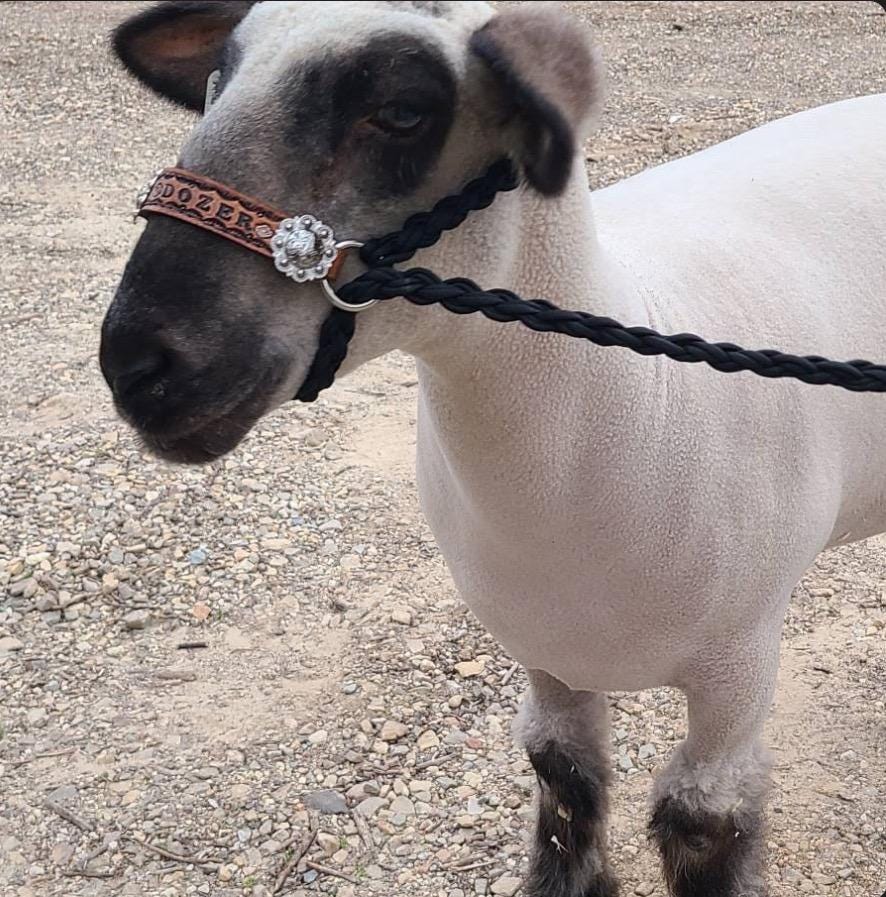 Hand Tooled and Hand Painted Personalized Goat/sheep Halter - Etsy