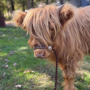 Hand Tooled and Hand Painted Personalized Cow Halter - Etsy