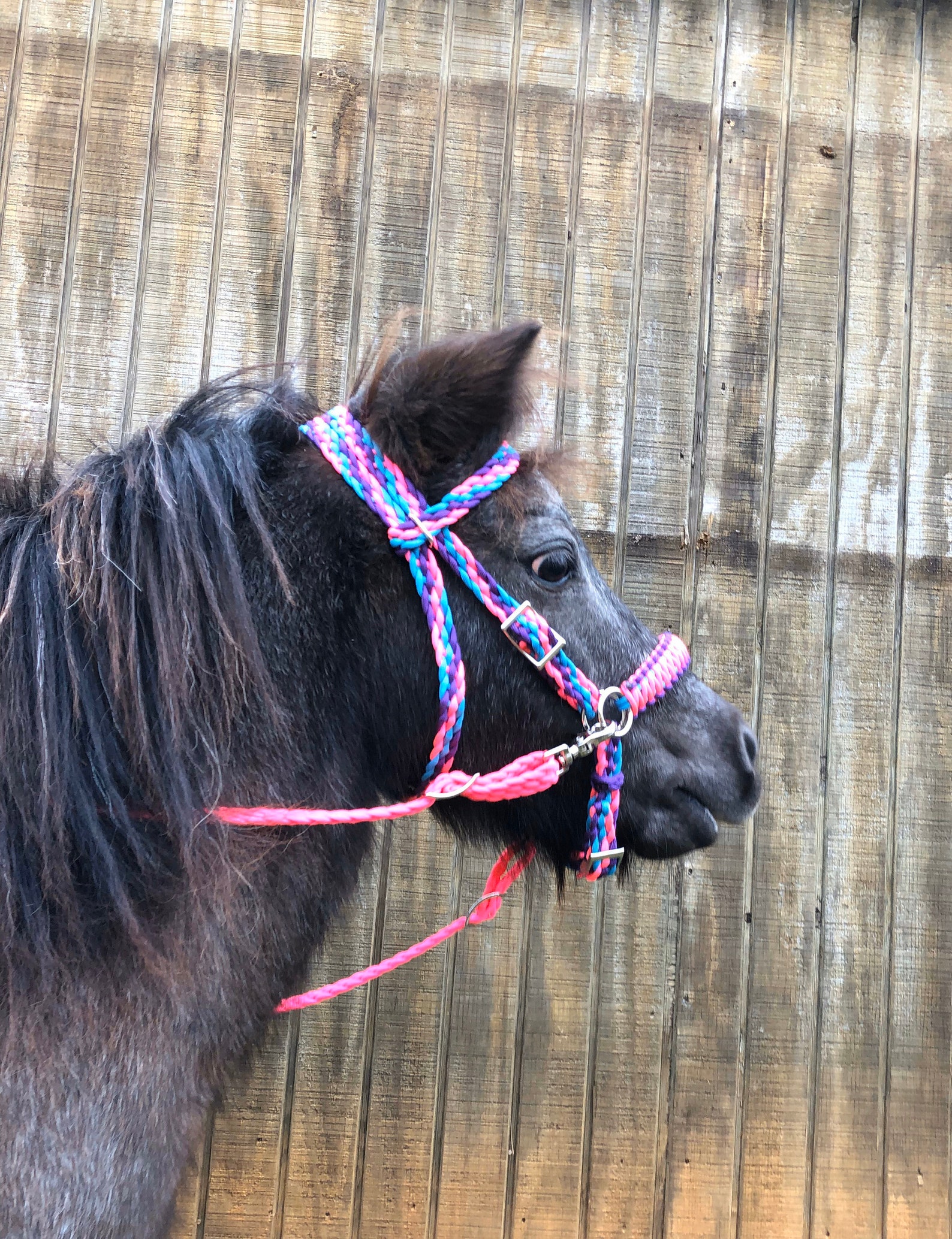 Pink Purple and Turquoise Pony Bitless Bridle Miniature - Etsy