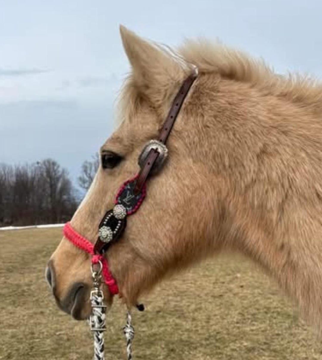 Side Pull Attachment All Sizes, Side Pull Hackamore in Solid Colors That Attach to Your Own ...