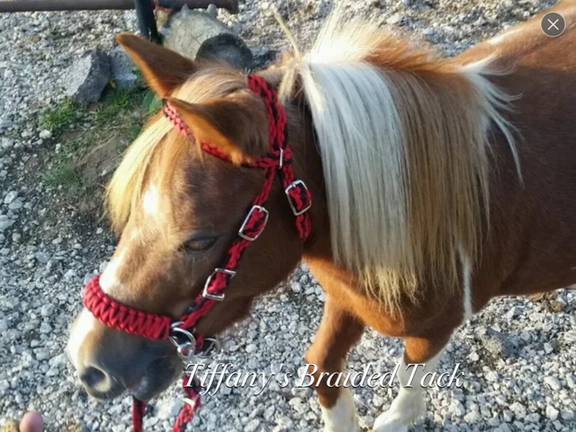 Pony Bitless Bridle in Light Pink Miniature Horse Small Pony - Etsy