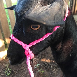 Goat Halter, Small Light Pink Livestock Lead, Goats, Sheep, Alpacas ...