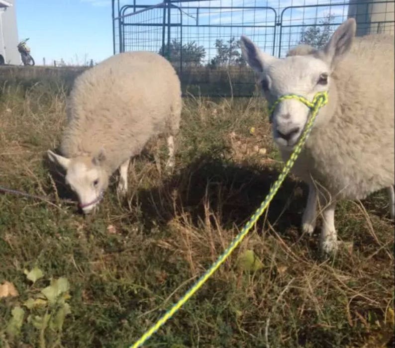 Goat Halter Small Light Pink Livestock Lead Goats Sheep - Etsy
