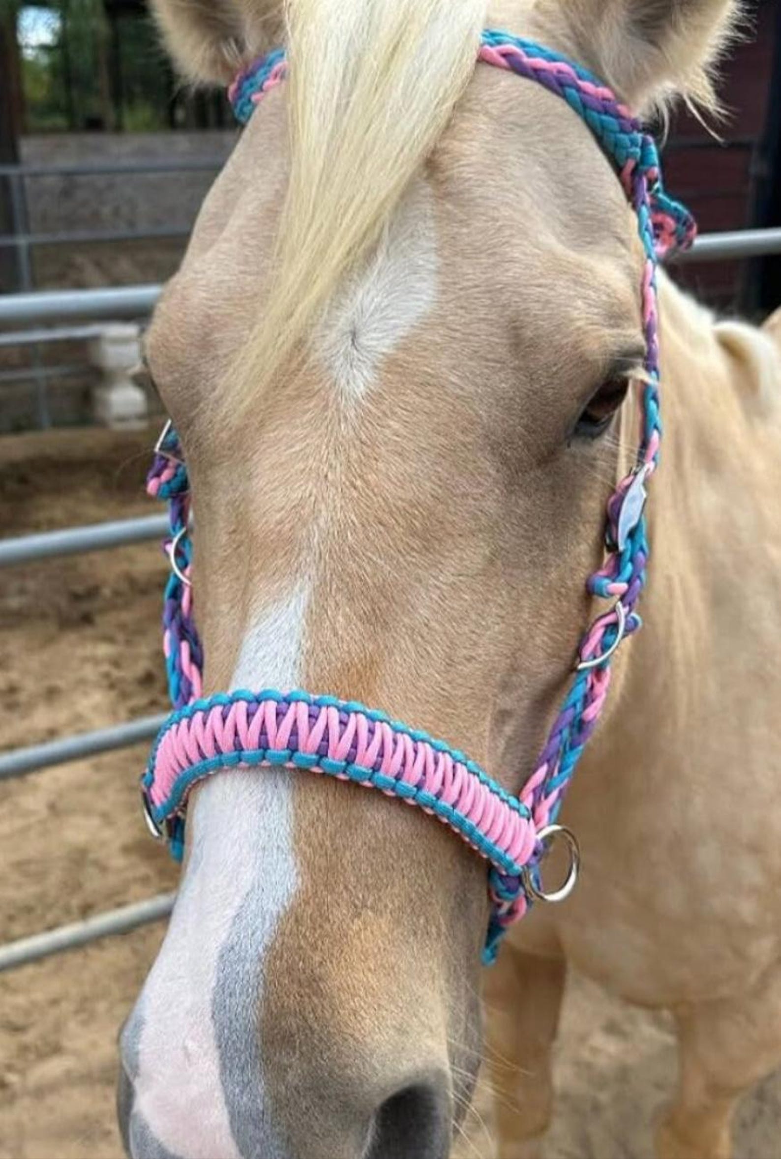 Side Pull Hackamore Pink , Mini to Draft, Pony Hackamore, Bitless ...
