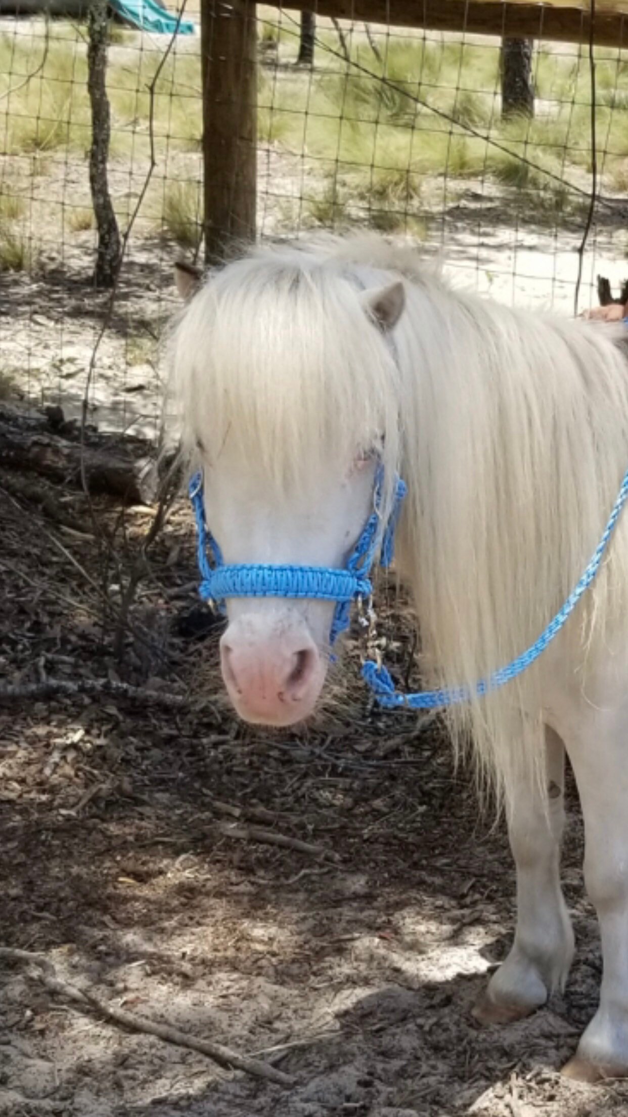 Light Blue Pony Bitless Bridle Miniature Horse Miniature - Etsy UK