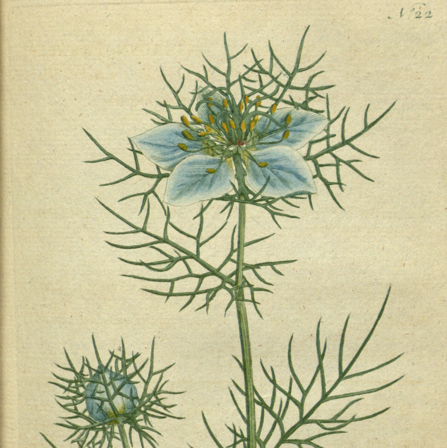 Botanical pictures Botanical chart Art print botanical 22 | Etsy