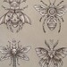 Mystic Insects Original Drawing 9x12 Ink and Charcoal Illustration ...