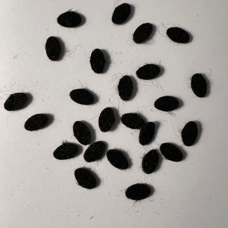 Apple Watermelon Seed - Etsy