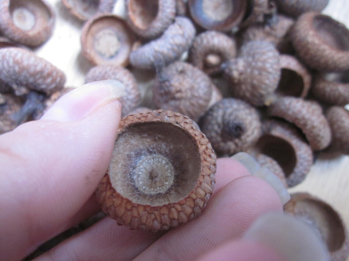 100 Acorn Tops. Natural DIY Supplies Oak Tree Acorn Tops Lot of 100 - Etsy