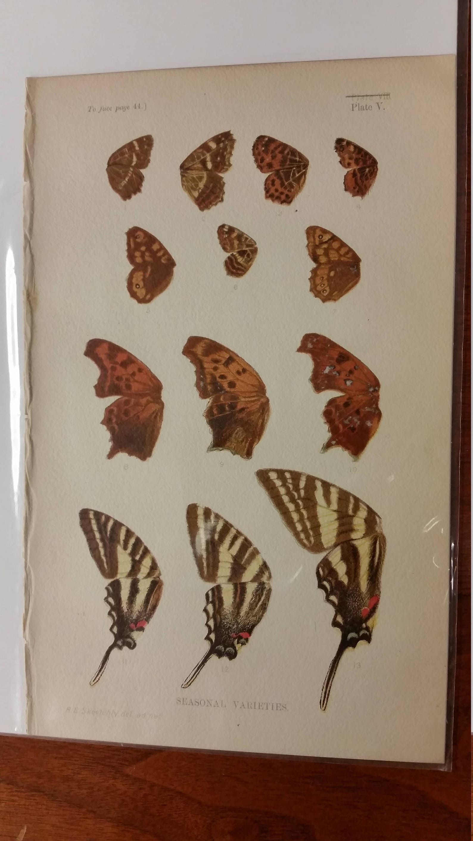 Rare Chromolithograph Illustration of Seasonal Varieties of Butterflies ...