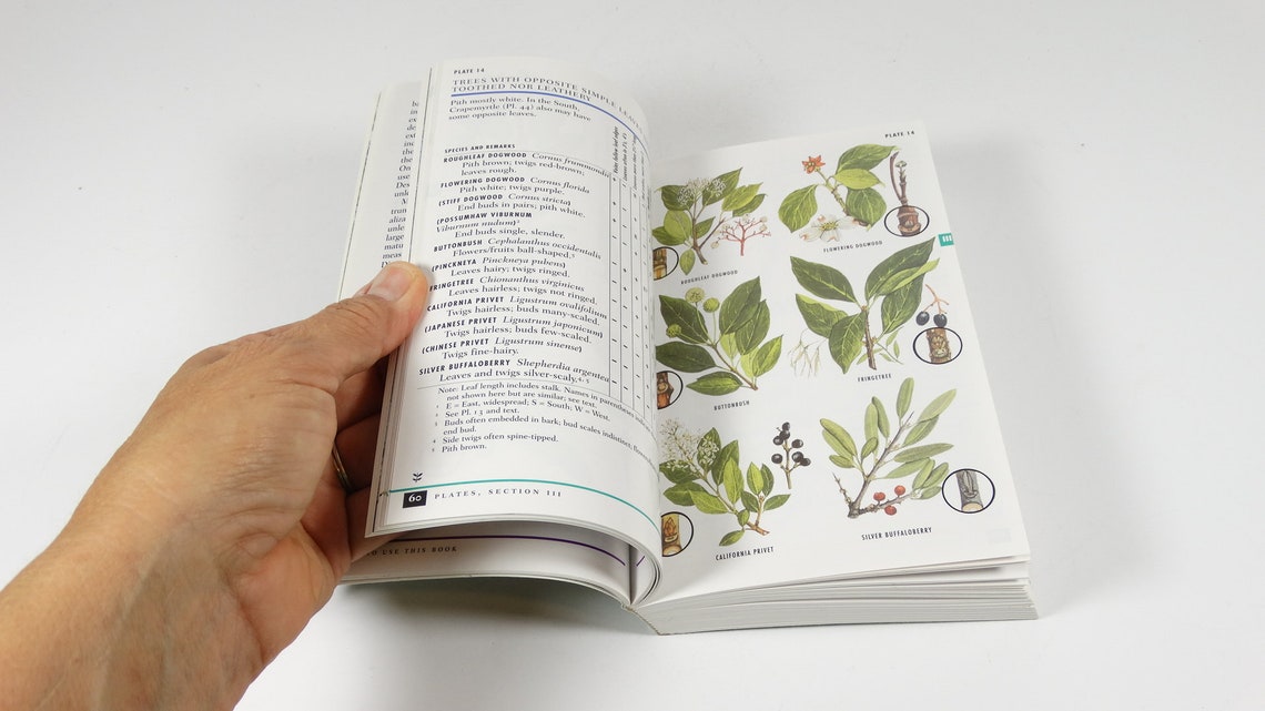 1998 Peterson Field Guide to Eastern Trees George Petrides - Etsy