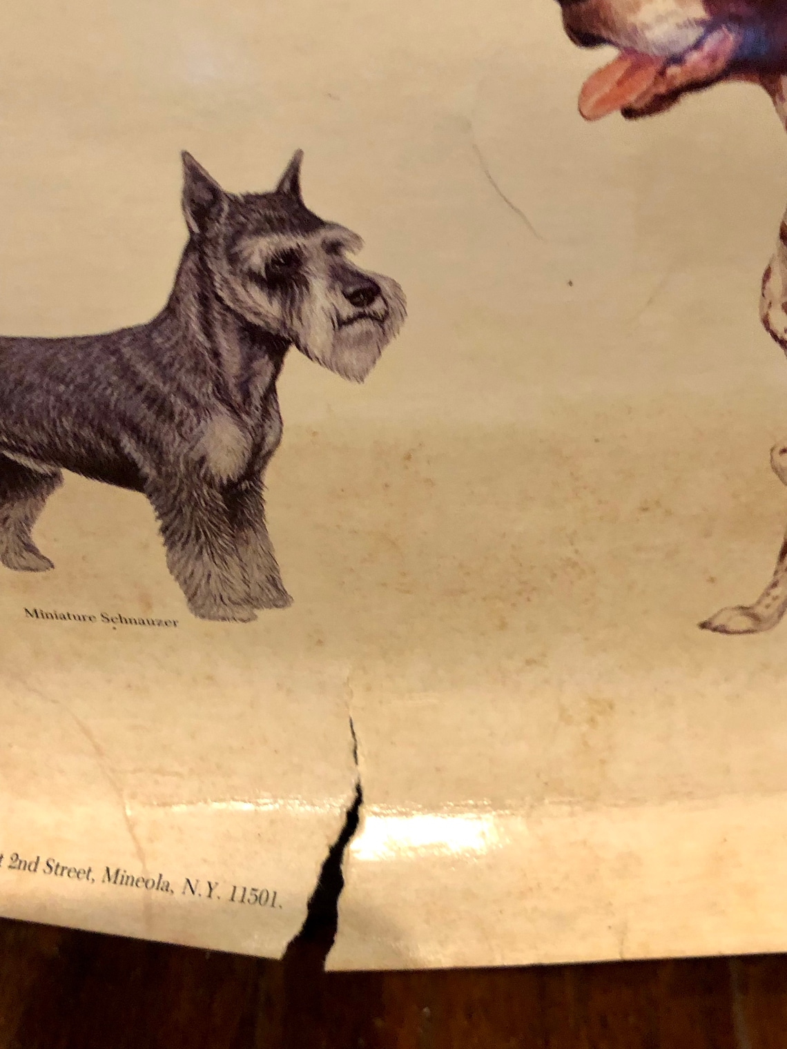 Original 1988 Favorite Dogs Poster Dover Dog Breed Poster - Etsy