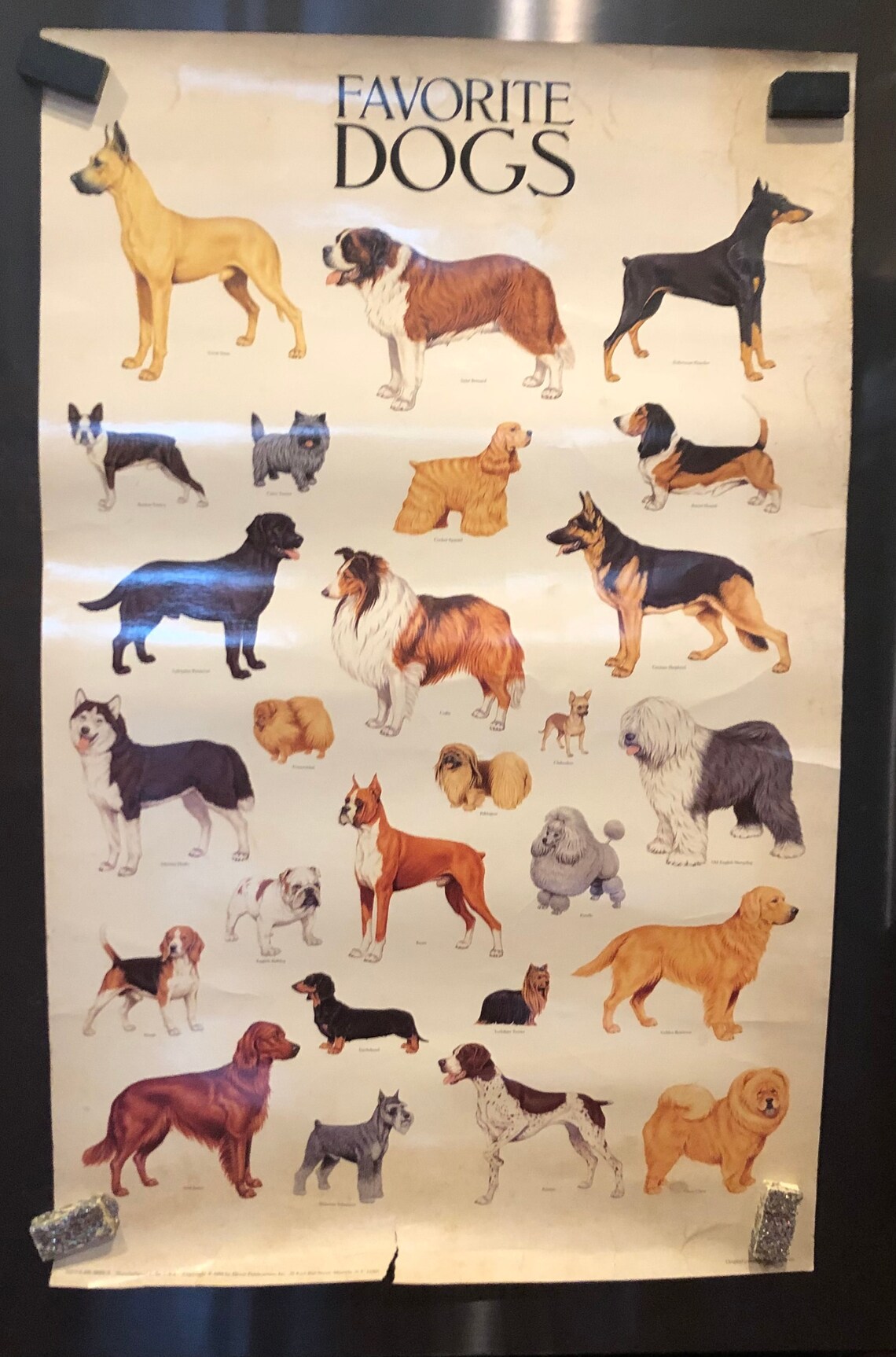Original 1988 Favorite Dogs Poster Dover Dog Breed Poster - Etsy