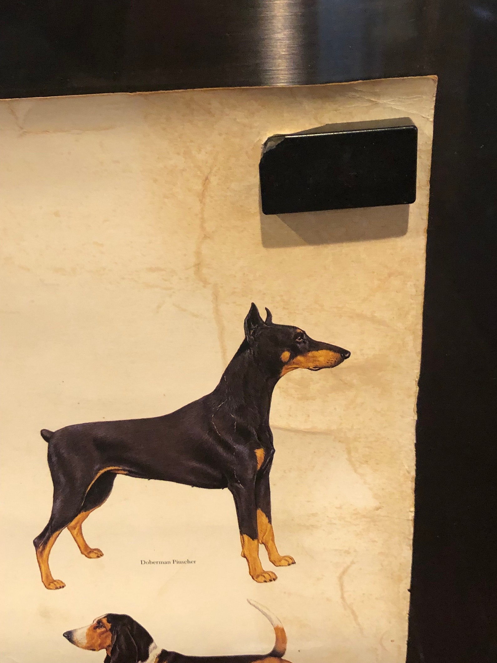 Original 1988 Favorite Dogs Poster Dover Dog Breed Poster - Etsy