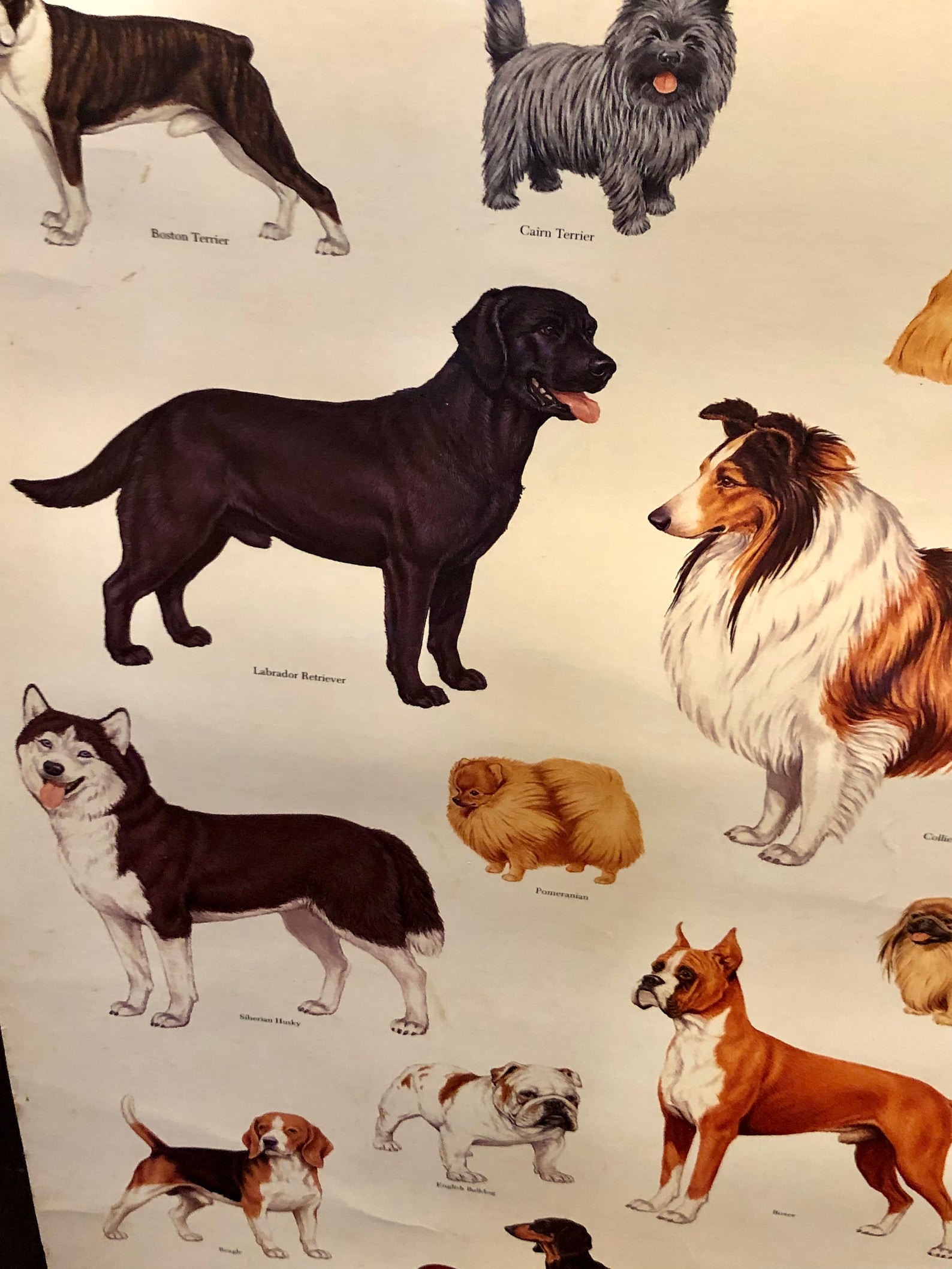 Original 1988 Favorite Dogs Poster Dover Dog Breed Poster - Etsy