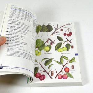 1998 Peterson Field Guide to Eastern Trees - George Petrides - Peterson ...