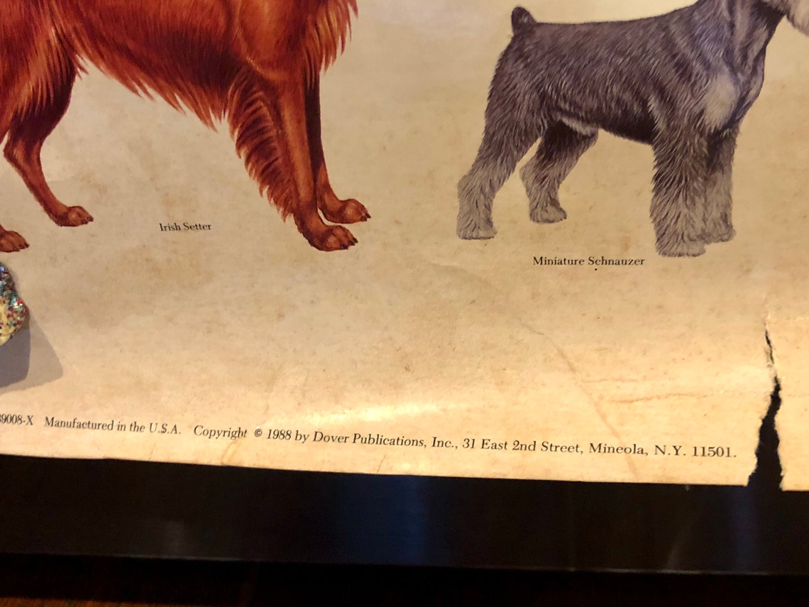 Original 1988 Favorite Dogs Poster Dover Dog Breed Poster - Etsy