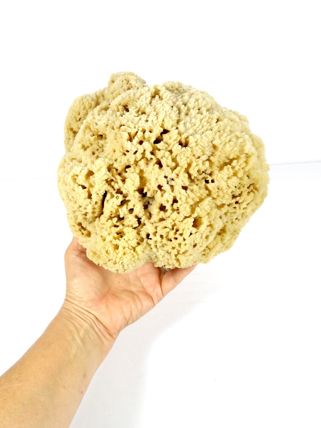 Vintage Large Sea Wool Sponge Large Natural Sponge Large Natural Sea ...
