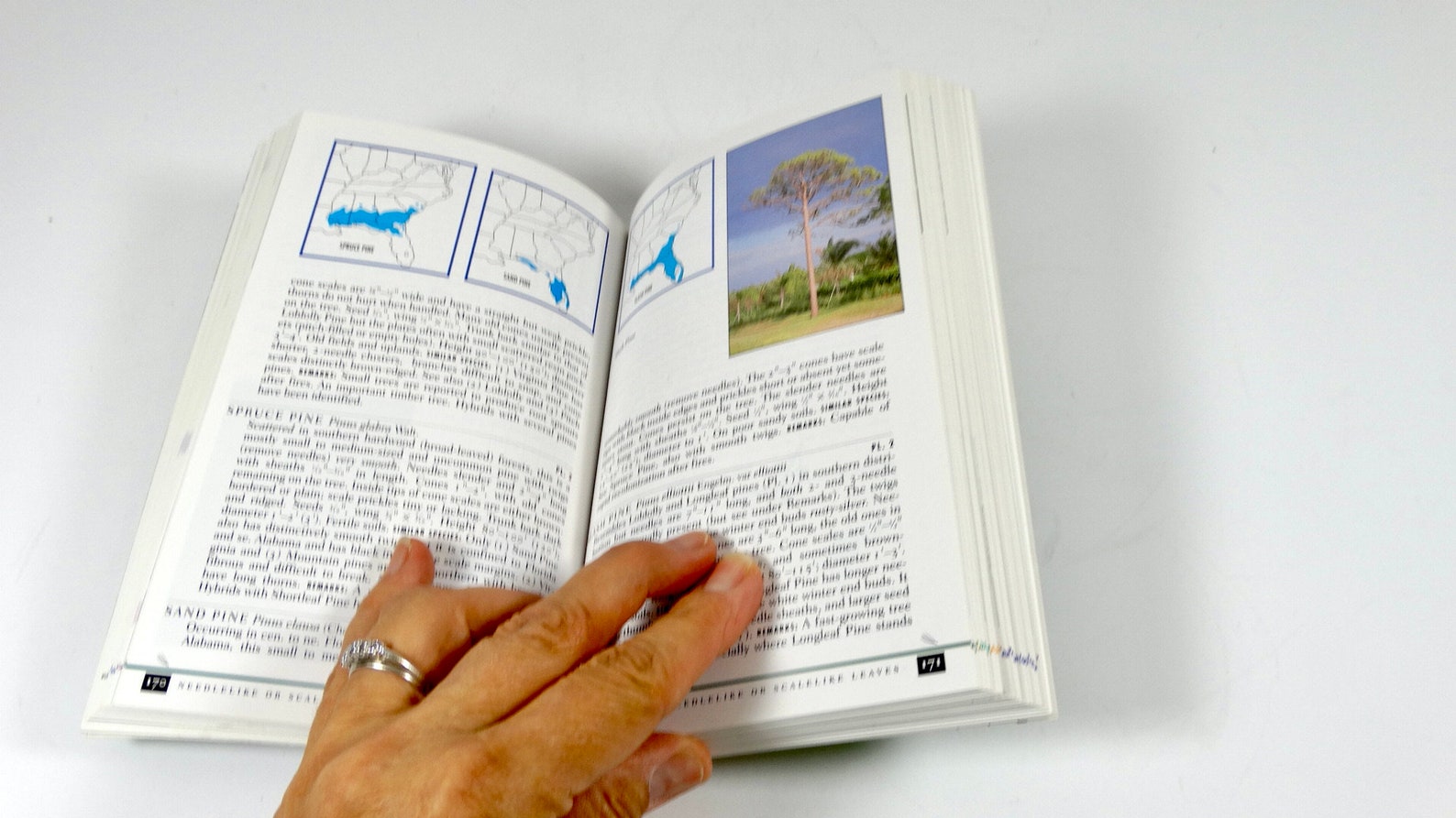 1998 Peterson Field Guide to Eastern Trees George Petrides - Etsy