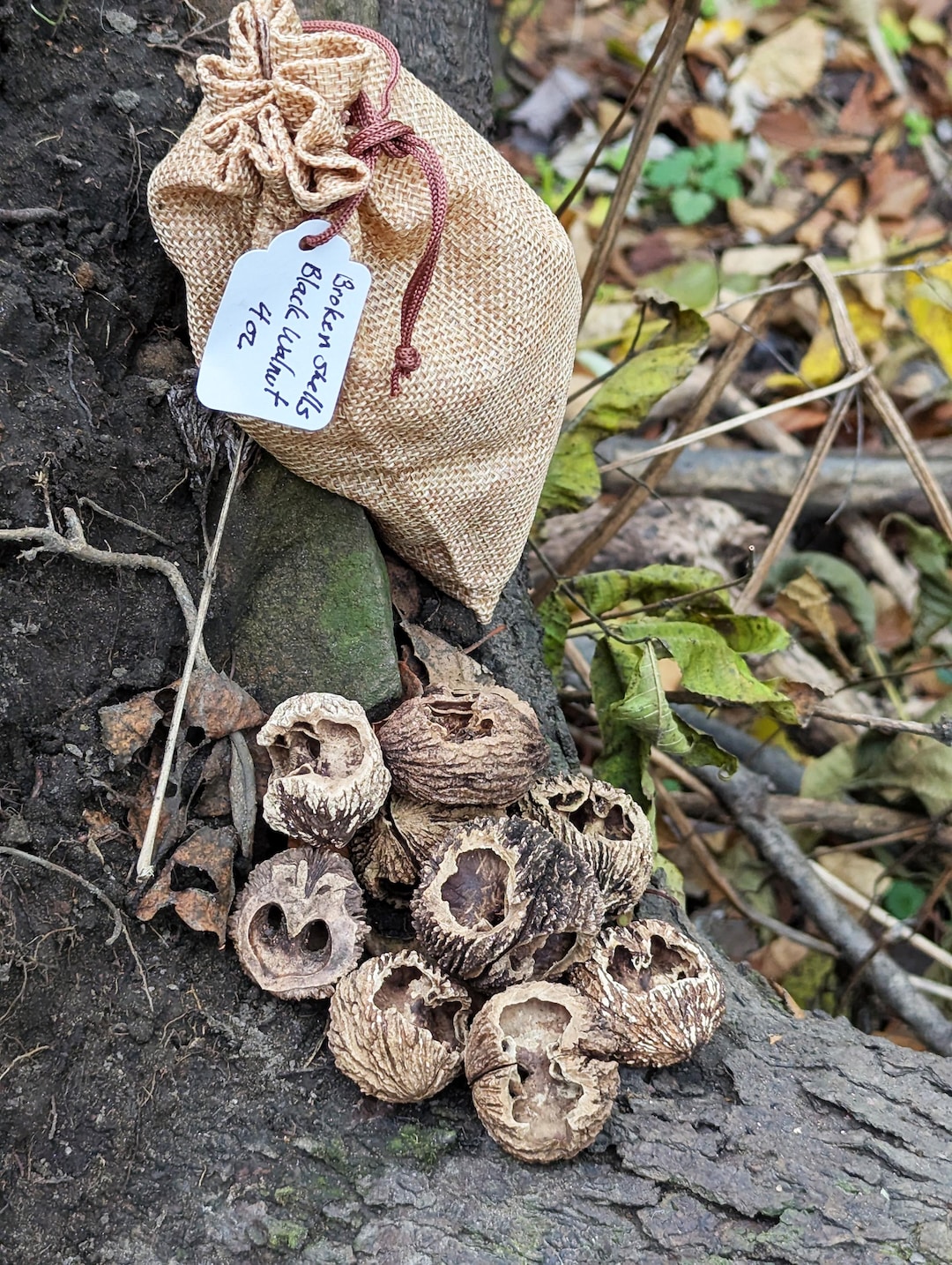 Broken Black Walnut Shells – Natural Woodland Craft Supply for ...