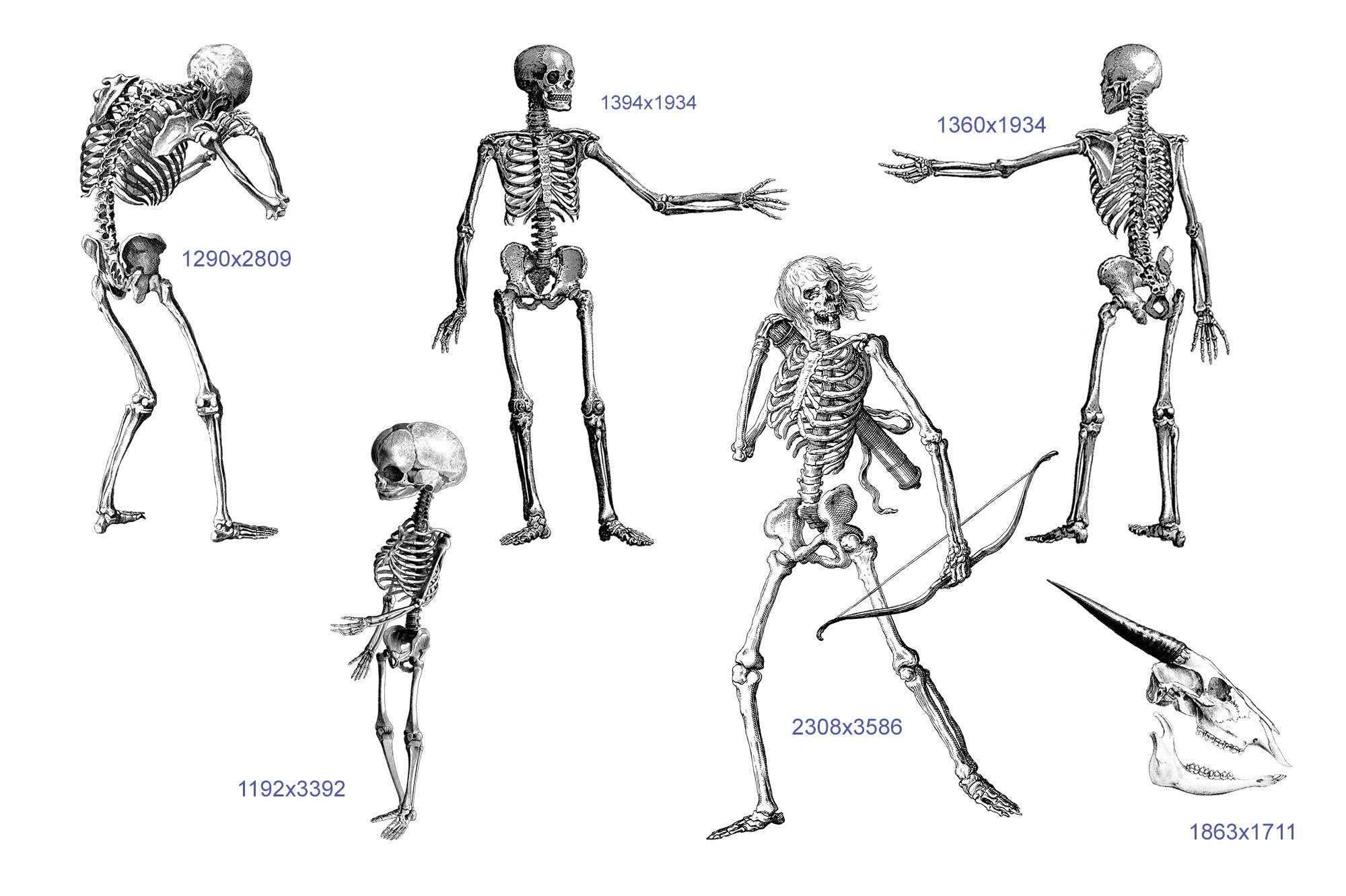 Digital Design Elements, Bone Dance 1 - Etsy
