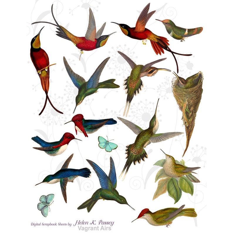 Printable Digital Collage Sheet: Vintage Hummingbirds 3 - Etsy