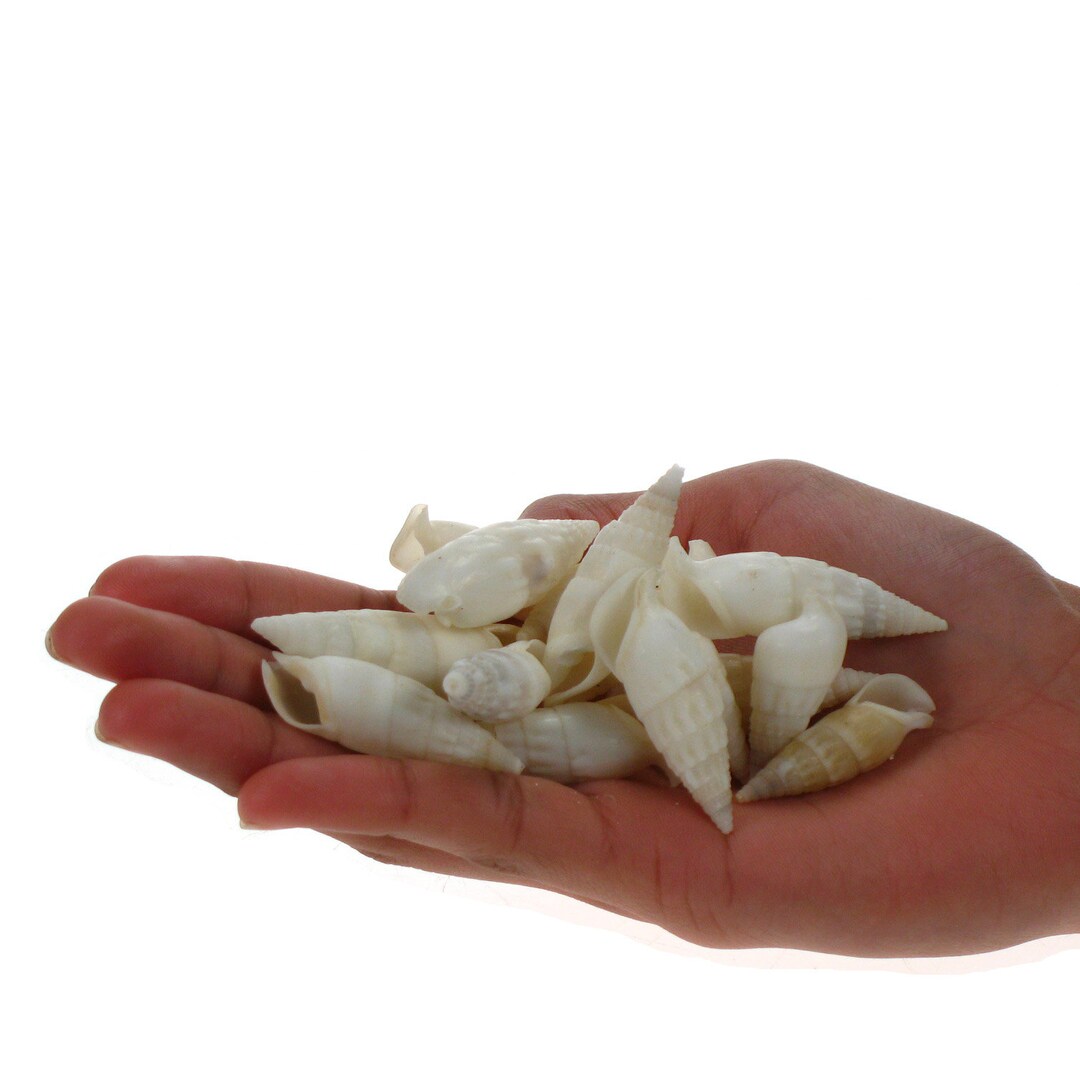 Small White Cerith vertigus Seashells, Craft Shells, Marine CF015005 - Etsy