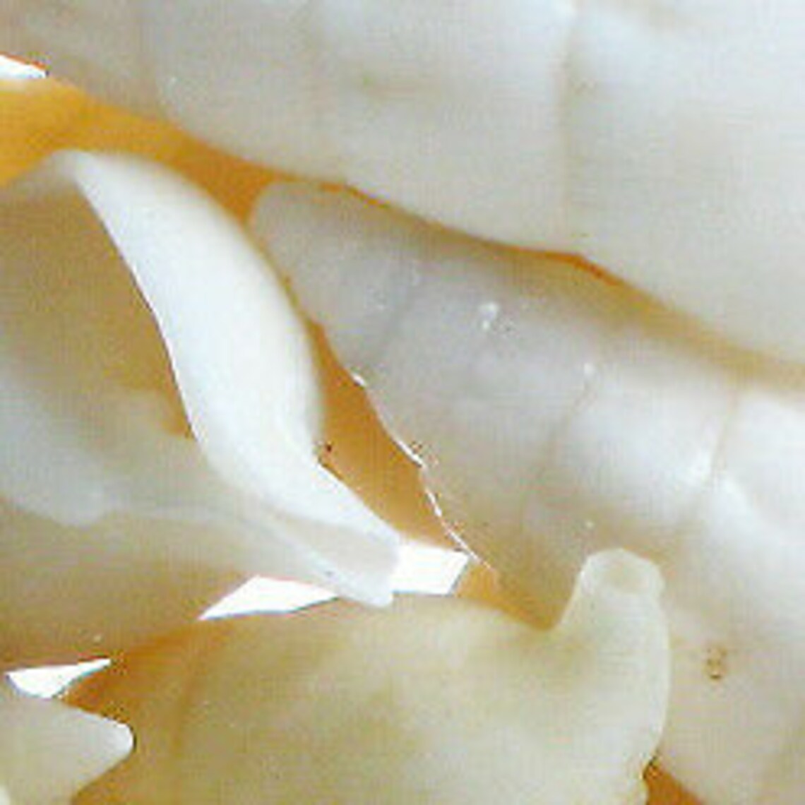 Brown Cerith Shells CF012 small Seashells shells for | Etsy