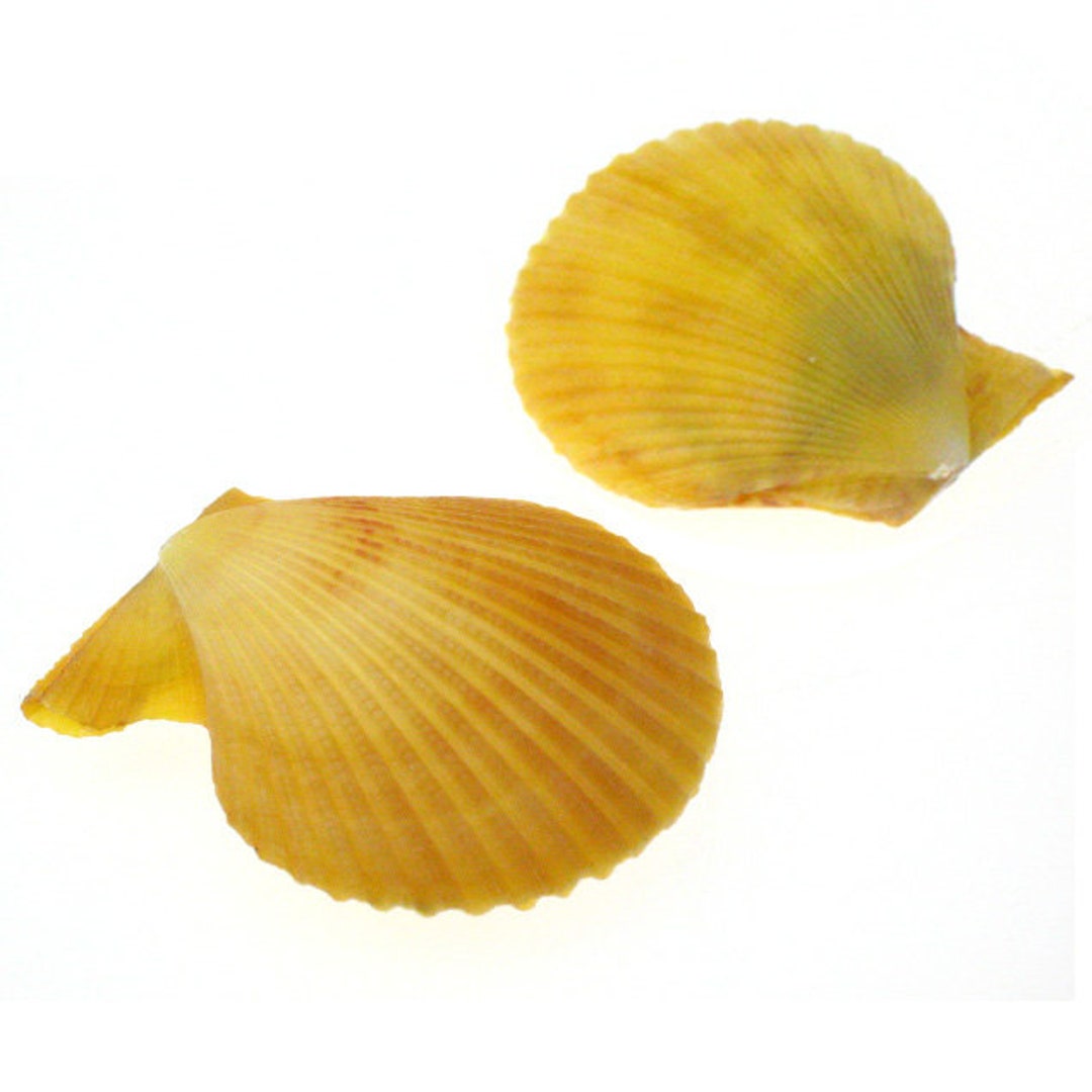 Yellow Pecton Nobilus 3-7cm Shell - Seashell, Craft Shell, Marine ...