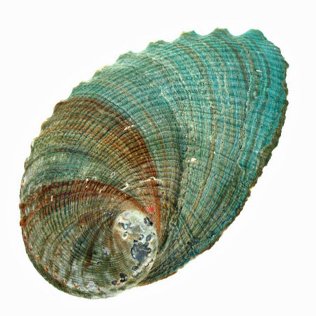 Blue Abalone 15cm Shell Seashell, Craft Shell, Marine, Snail SL003015 ...