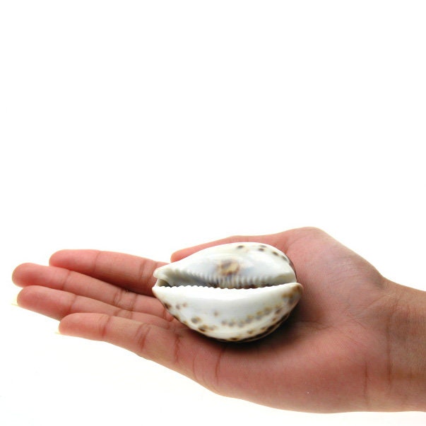 Small Tiger Cowries 4cm Shell Seashell Craft Shell Marine | Etsy